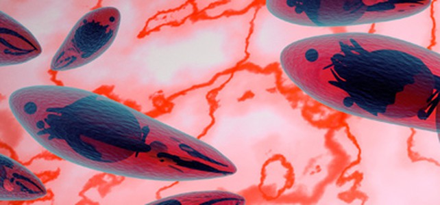 Nouvelles perspectives dans le traitement de la toxoplasmose